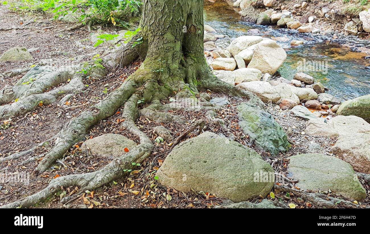 Tree root entwined snake forest river stones nature rocks wild rugged ...