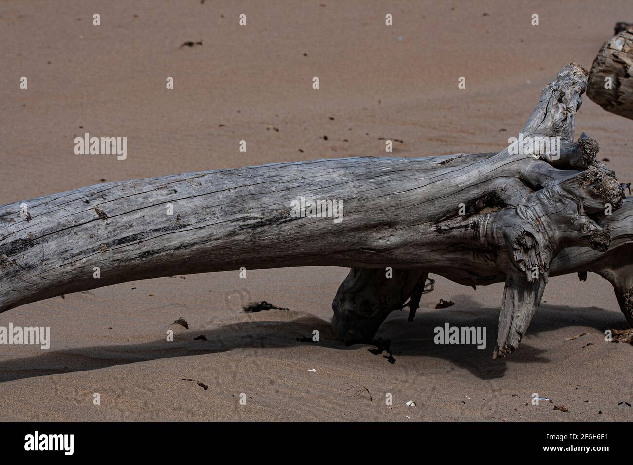 Large log of drift wood washed up on beach Stock Photo - Alamy