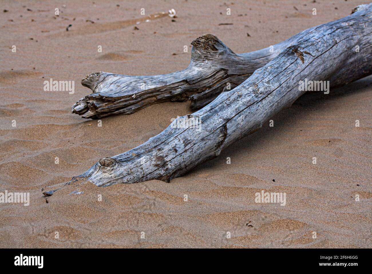 Large log of drift wood washed up on beach Stock Photo - Alamy