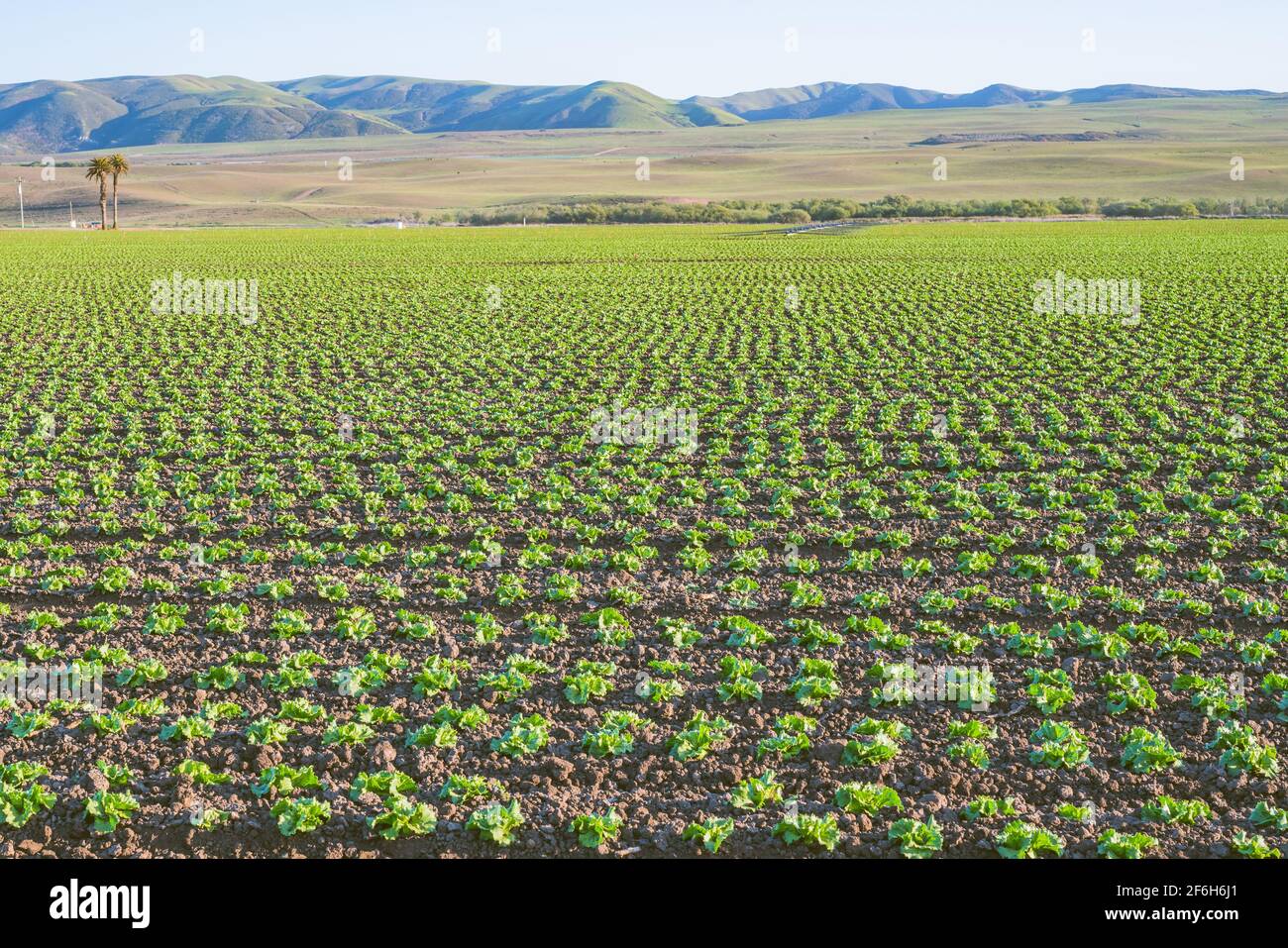 Agricultural field with young cabbage plants in sunny day in Santa ...