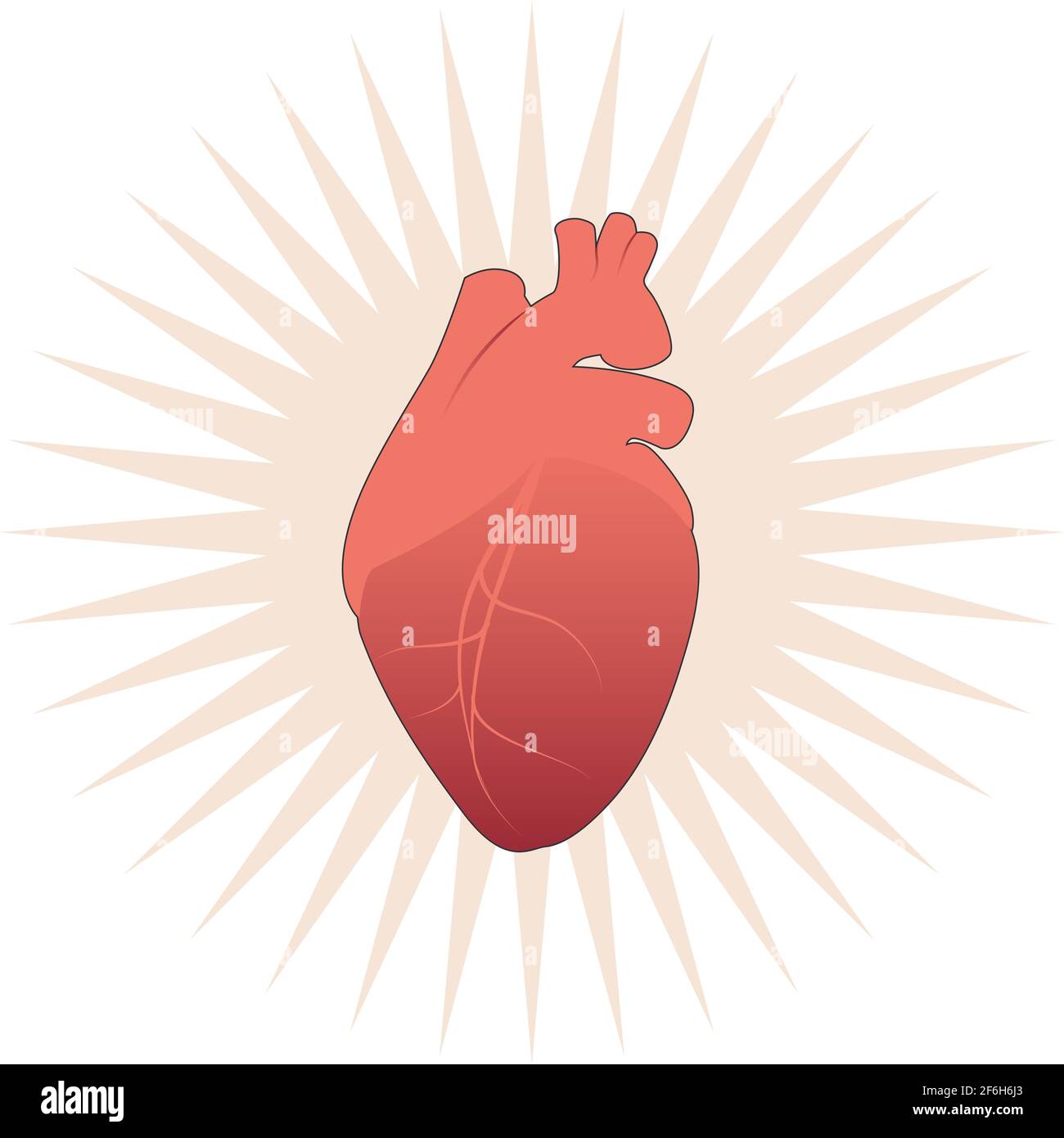 Illustration of realistic stylized human heart on star and white ...
