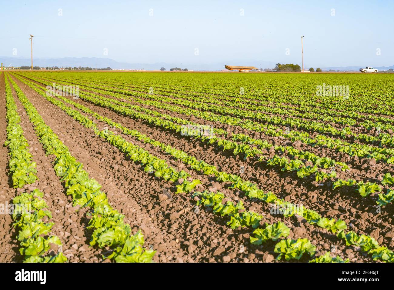 Young cabbage plants hi-res stock photography and images - Alamy