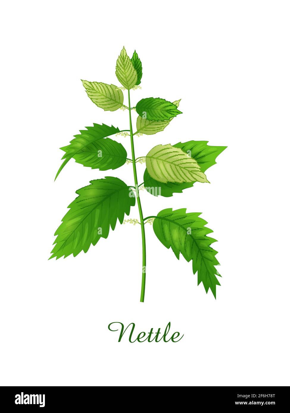 Nettle plant, green grasses herbs and plants collection, realistic ...
