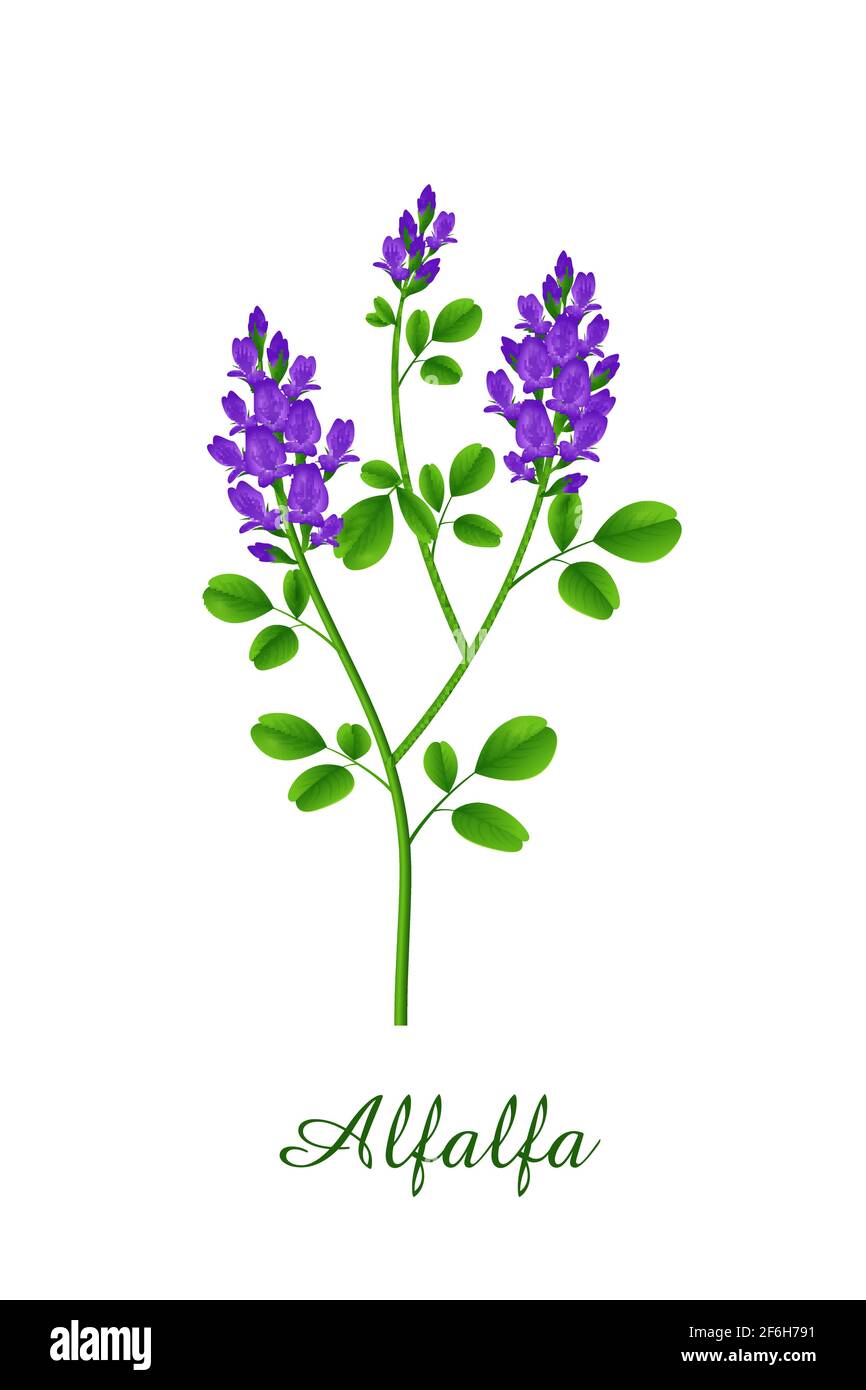 Alfalfa Leaf Drawing