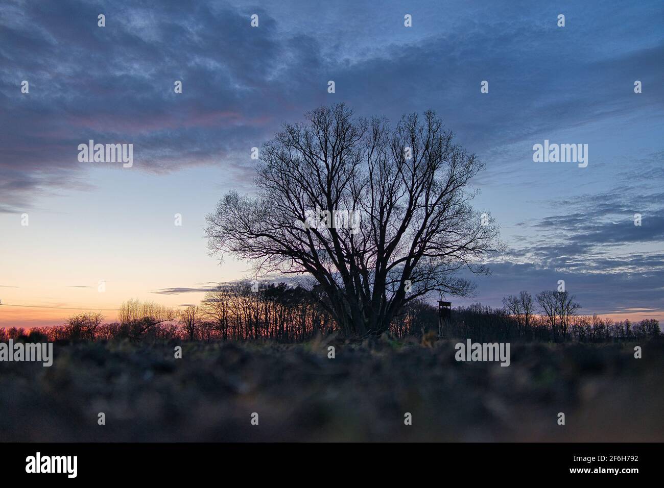 Baum silhouette hi-res stock photography and images - Alamy