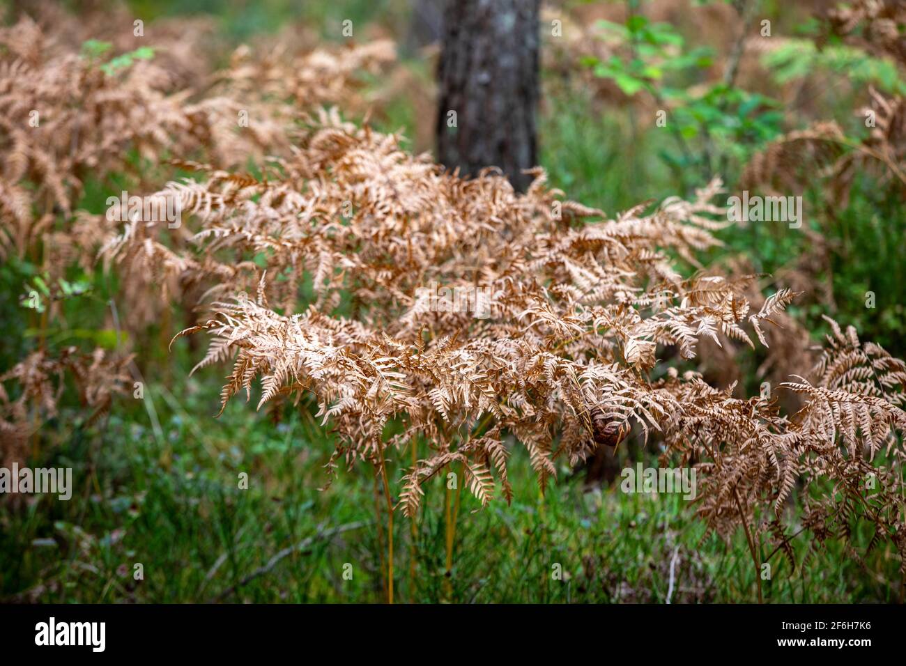 Dead fern plant in autumn in the forest hi-res stock photography and ...