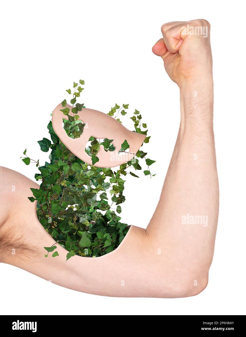 Male arm shows biceps, ivy growing out of arm, isolated on white ...