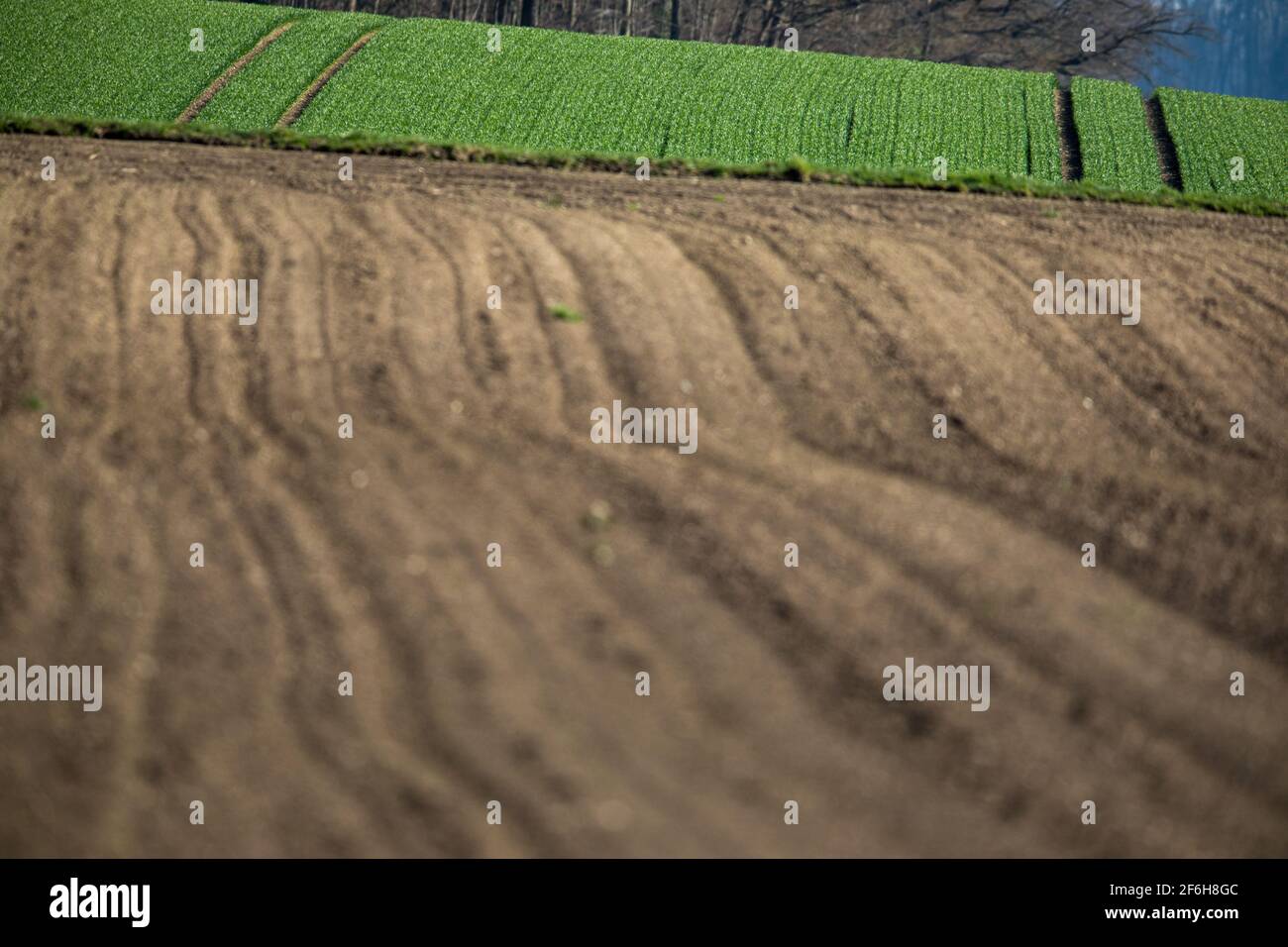 Agricultural landscape, arable crop field. Arable land is the land ...
