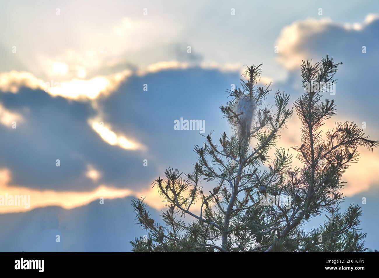Nido di Processionaria su Pino Nel Nord Italia Stock Photo - Alamy