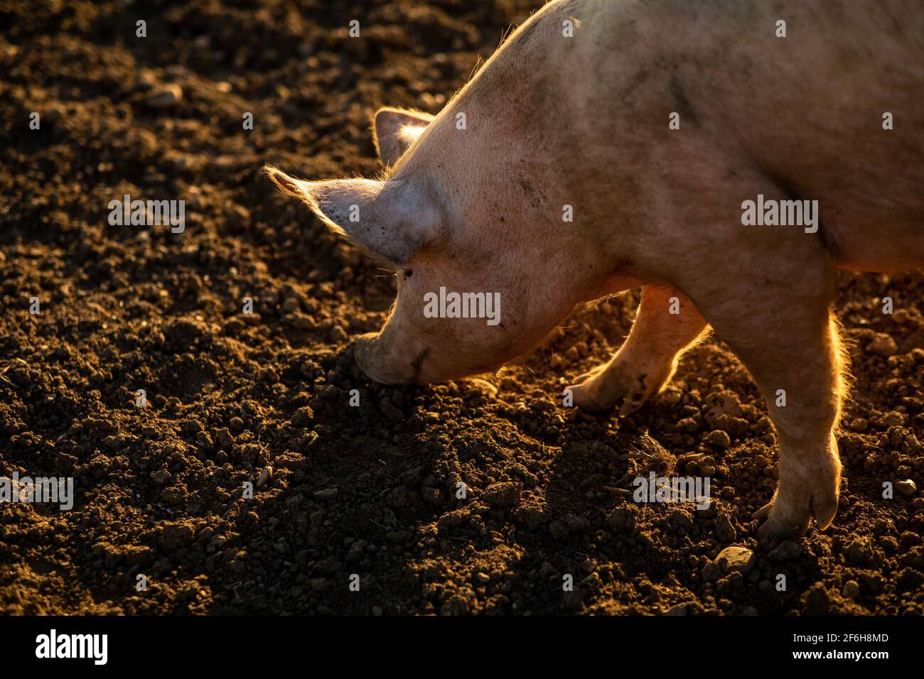 Pigs eating on a meadow in an organic meat farm Stock Photo - Alamy