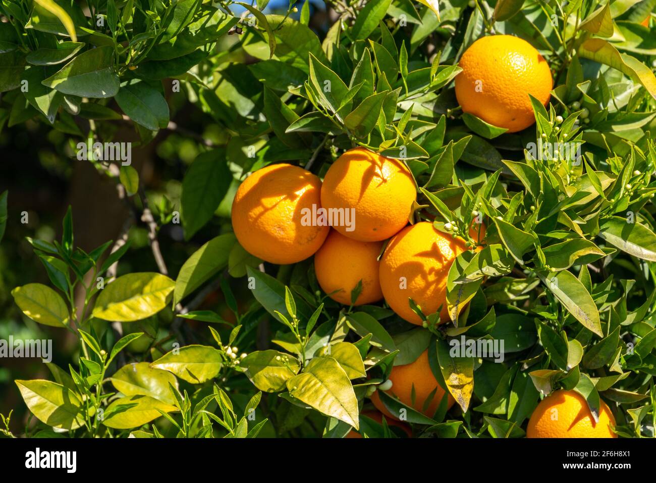 Oranges on a tree hi-res stock photography and images - Alamy