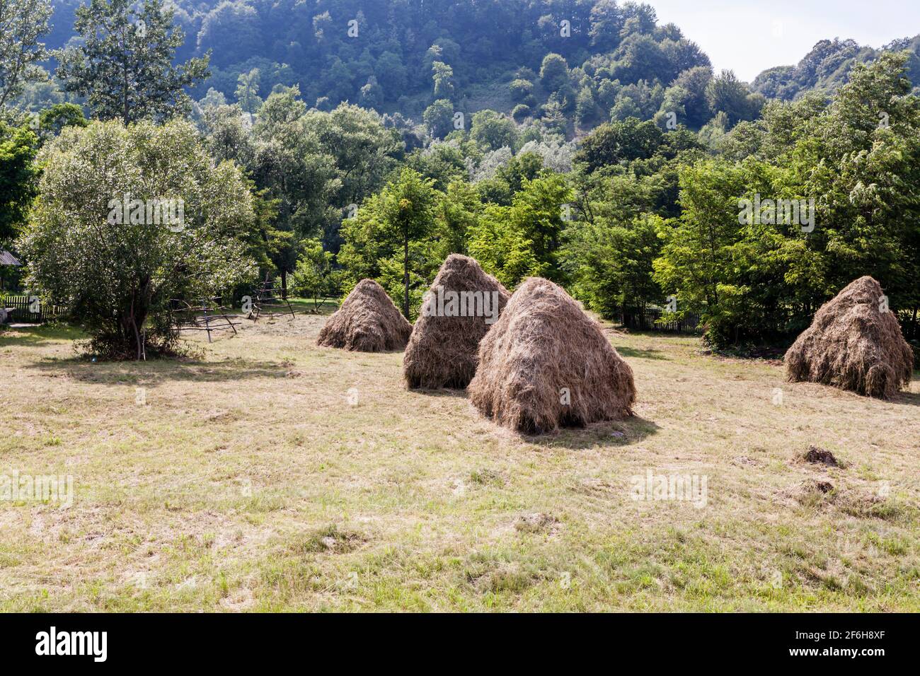 Haystacks, part of traditional life and agriculture in Transylvania ...