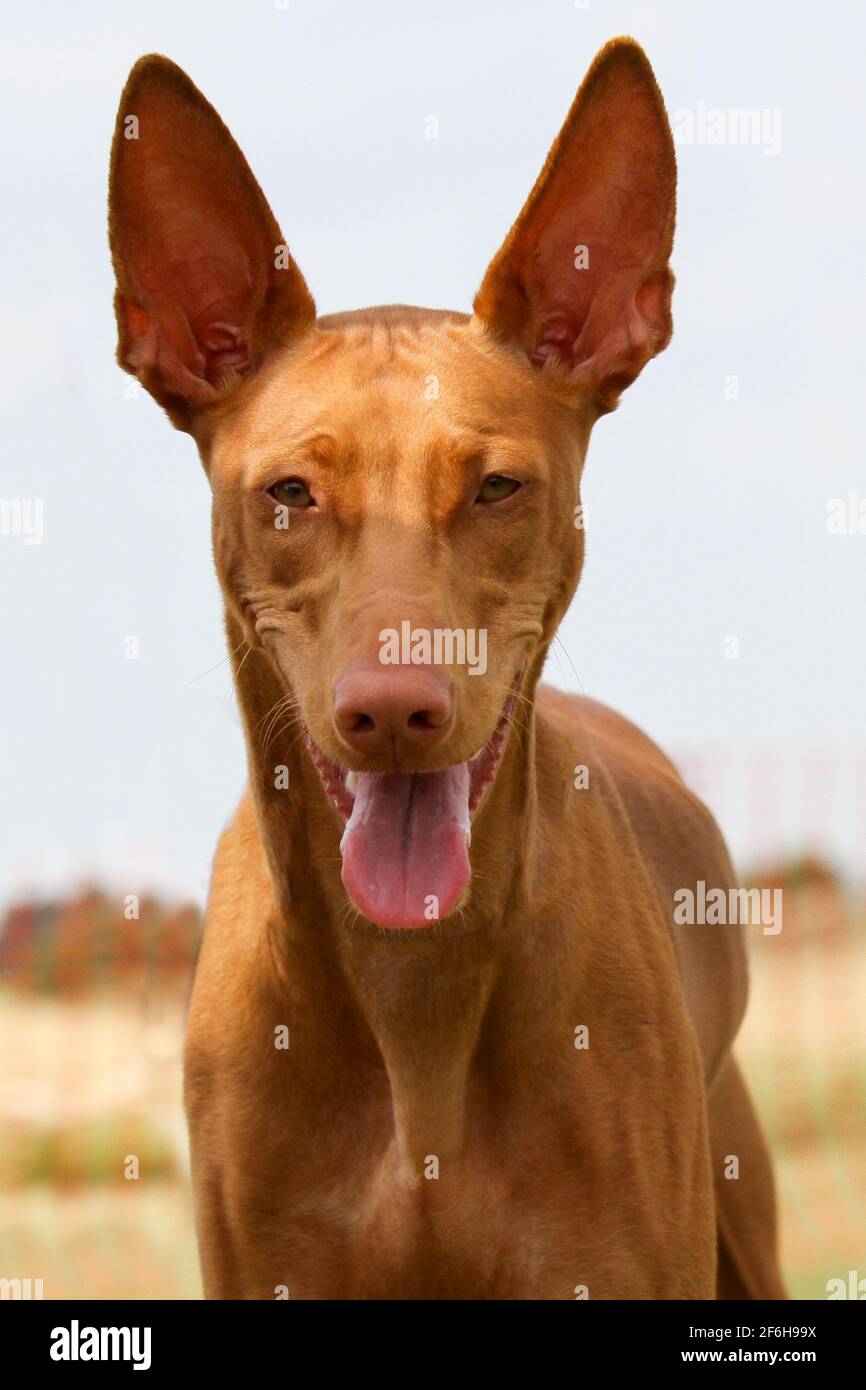 Pharaoh hound hi-res stock photography and images - Alamy