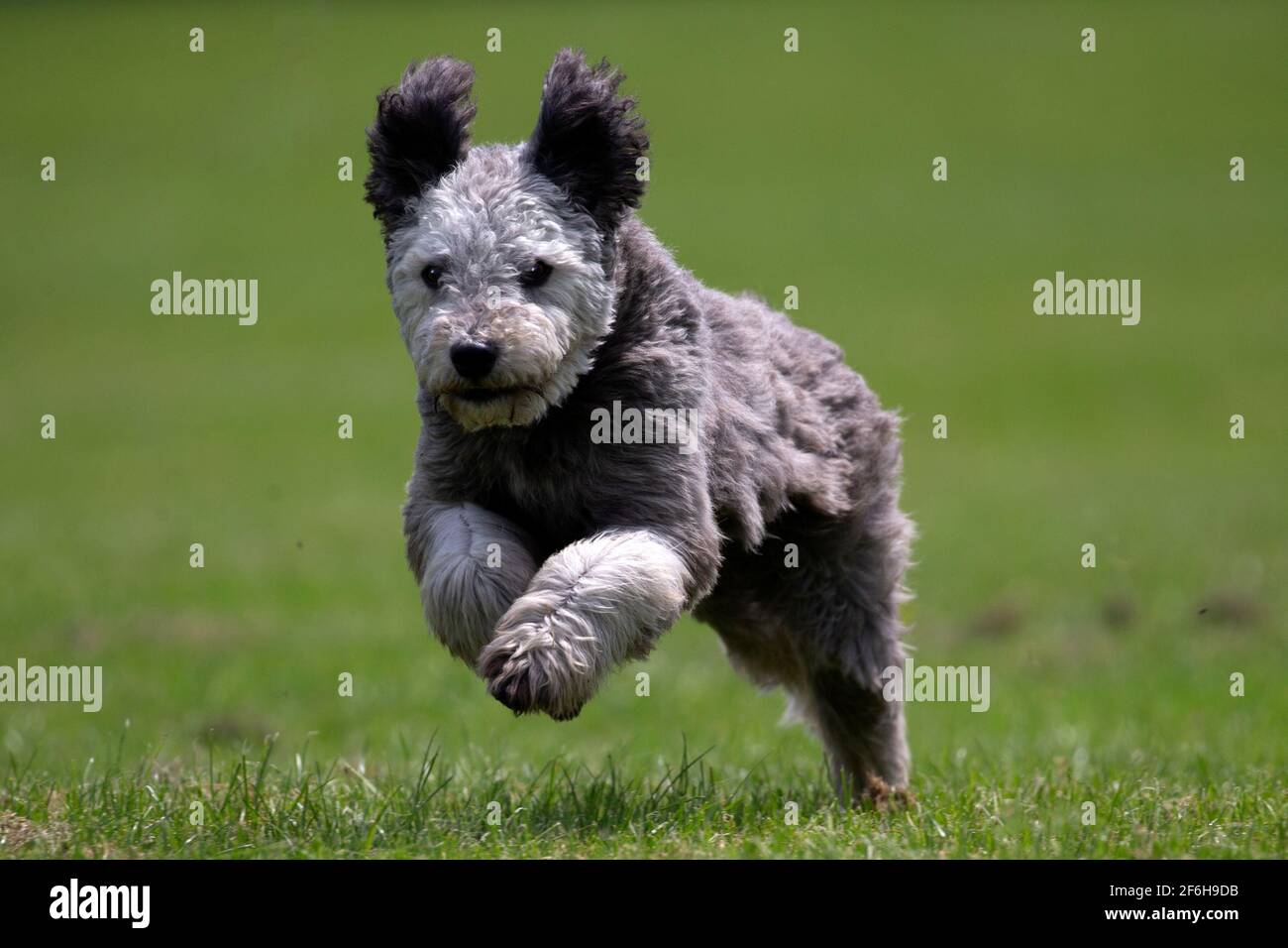 Hungarian pumi dog hi-res stock photography and images - Alamy