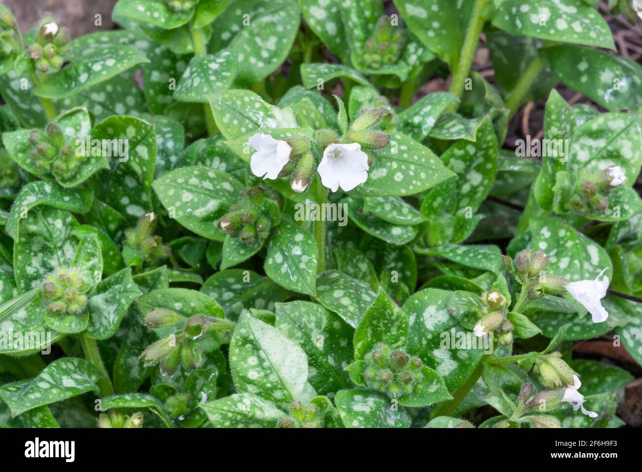 Pulmonaria officinalis 'Sissinghurst White' Stock Photo - Alamy