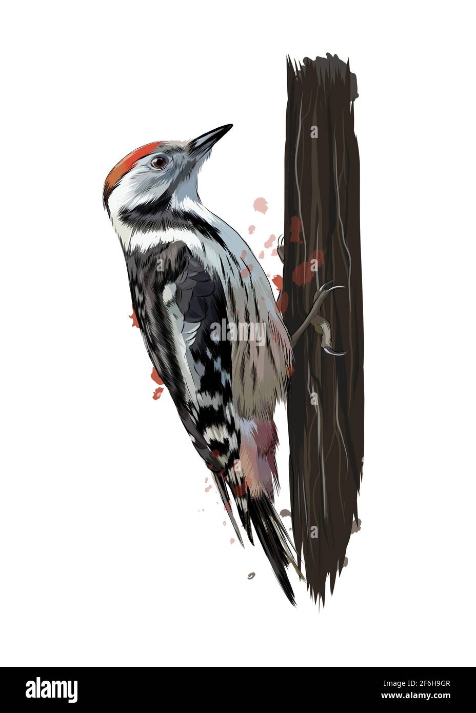 Woodpecker from a splash of watercolor, colored drawing, realistic ...