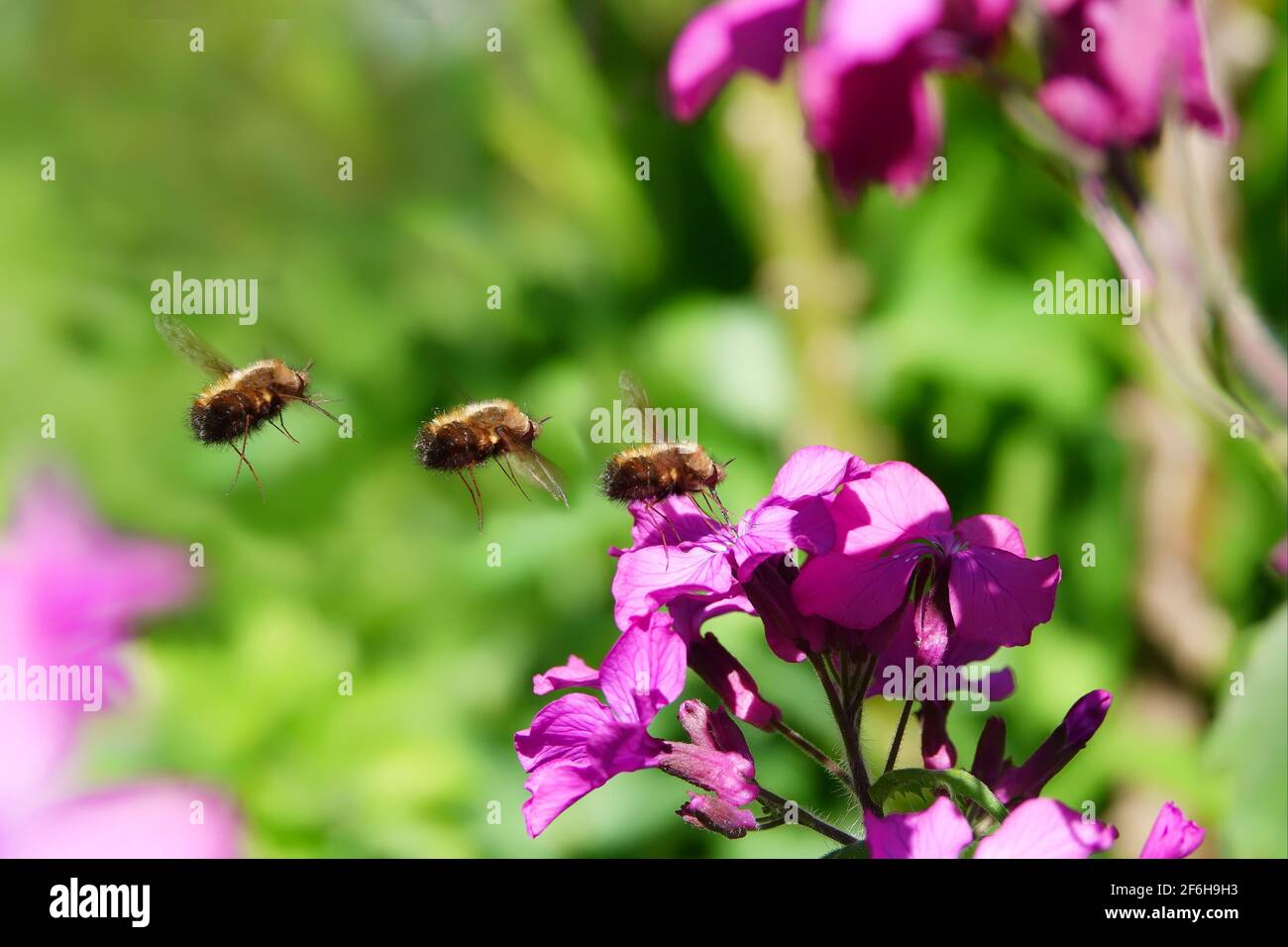 Flight study of a large bee-fly Stock Photo - Alamy