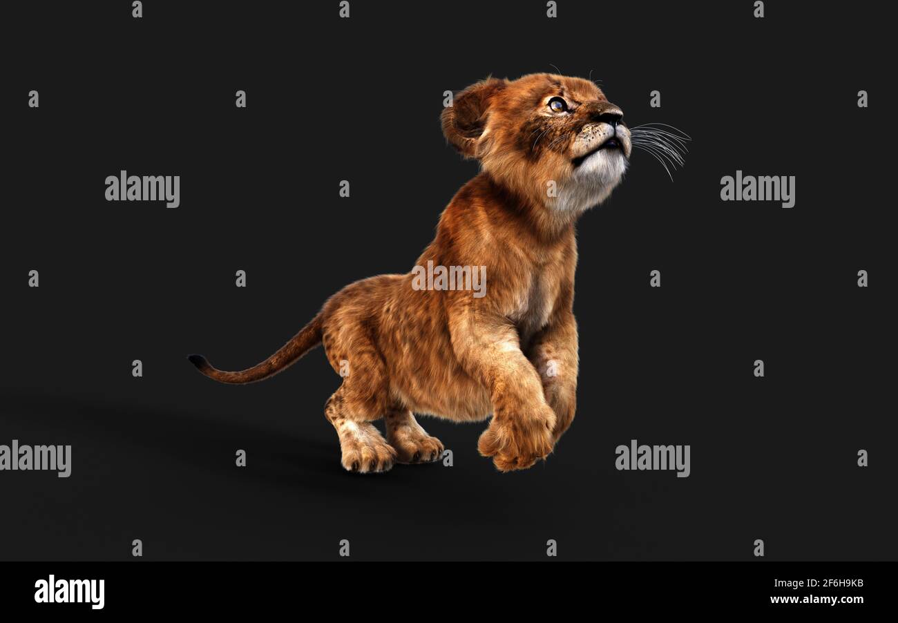 Simba the lion king cub hi-res stock photography and images - Alamy