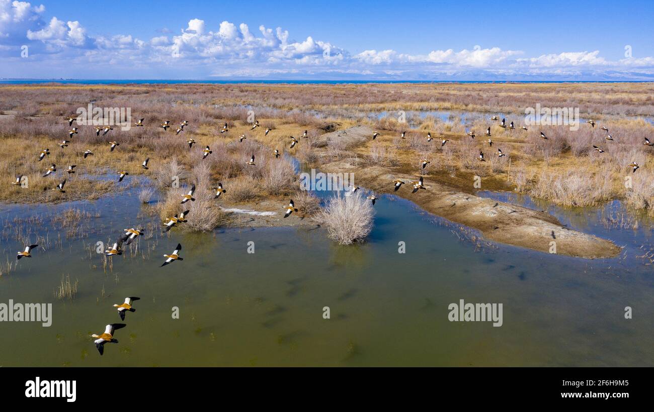 Bayingolin, China. 01st Apr, 2021. The beauty of bosten lake in ...