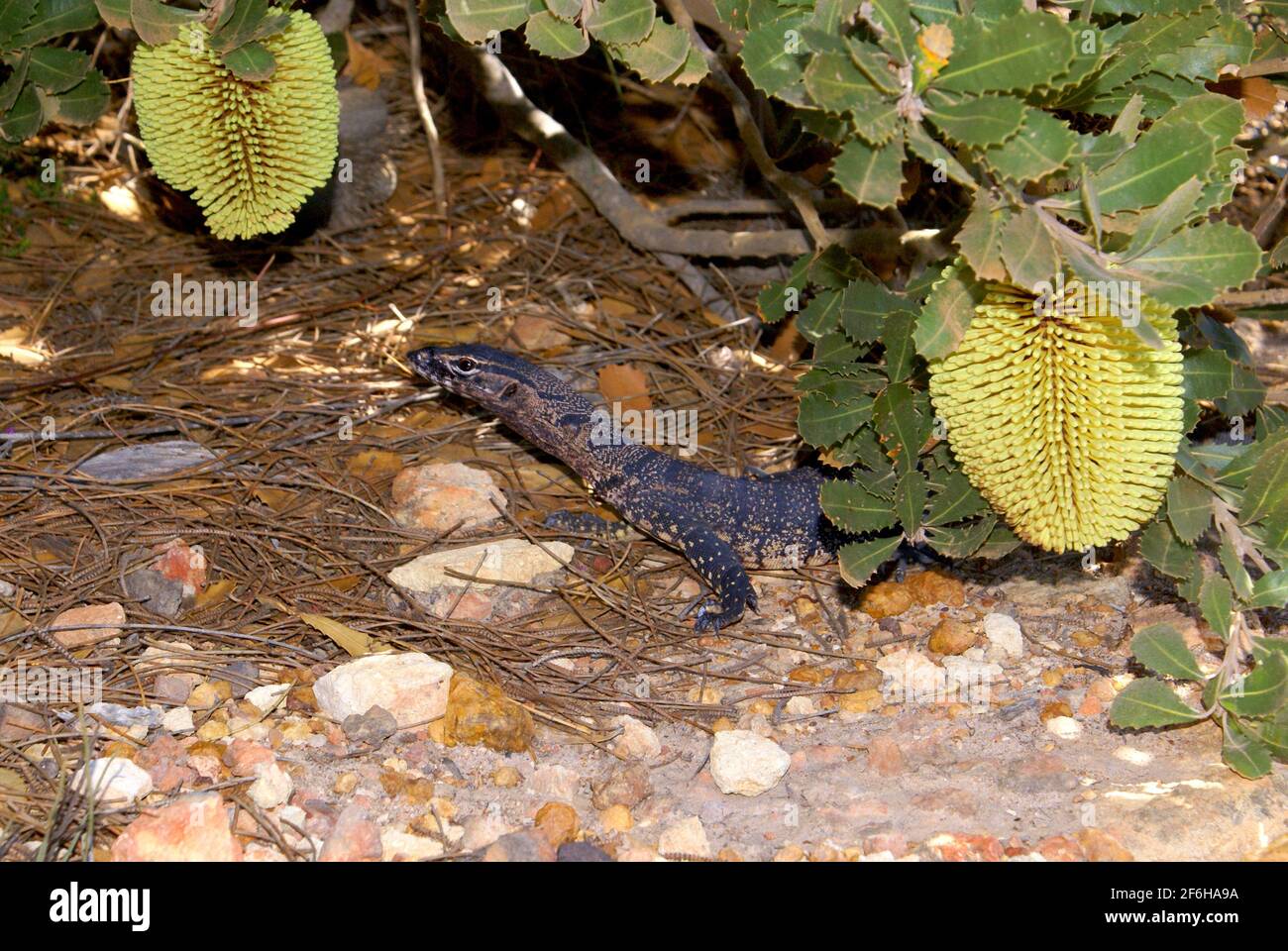 Southern Heath Monitor, large goanna with Banksia lemanniana, Western ...