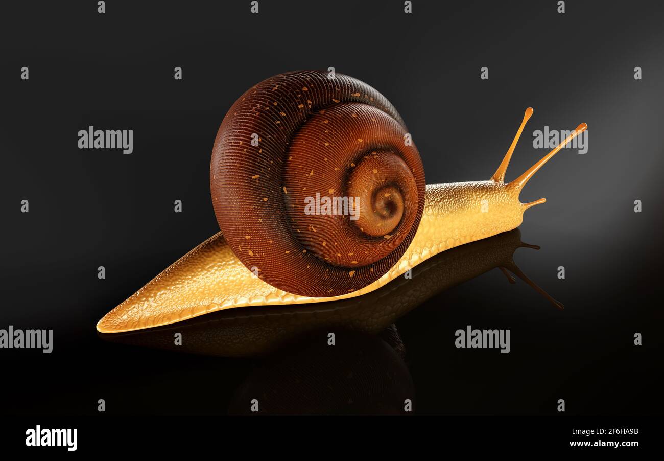 3d Illustration Burgundy or Edible Snail (Helix pomatia) is common big ...