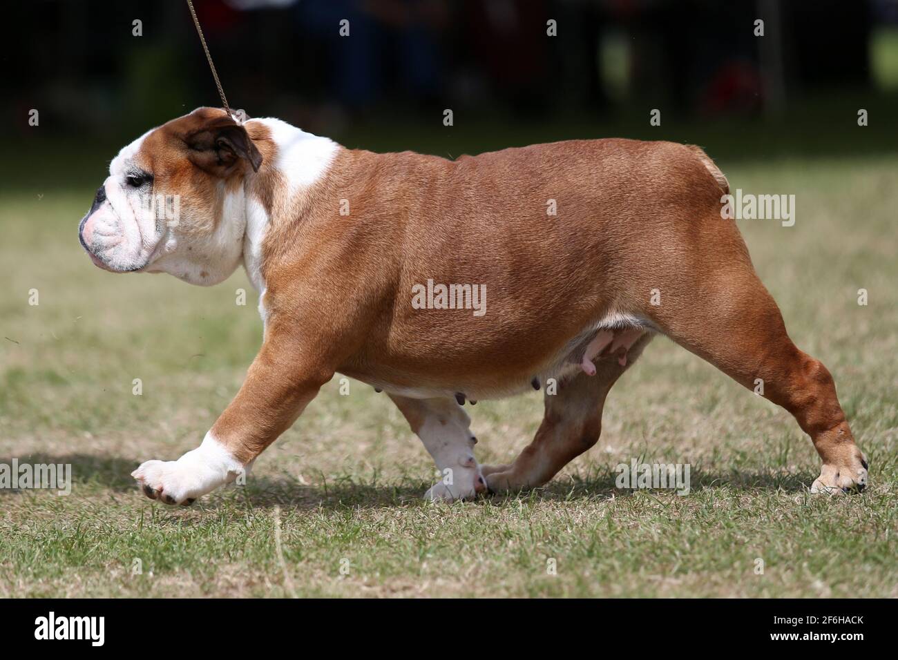 Head in profile english hi-res stock photography and images - Alamy