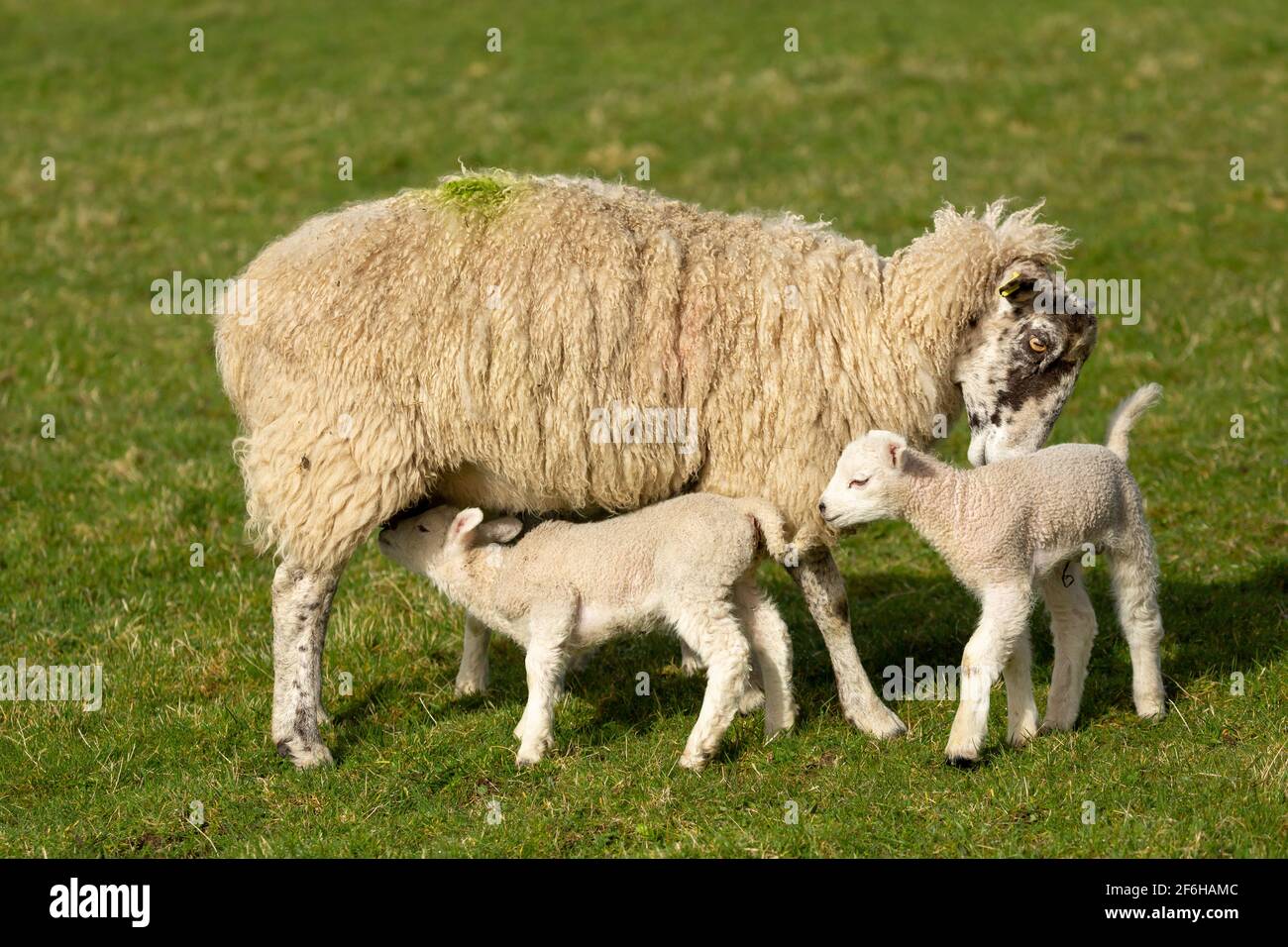 A Swaledale mule sheep tends to her newborn twin lambs in Springtime ...