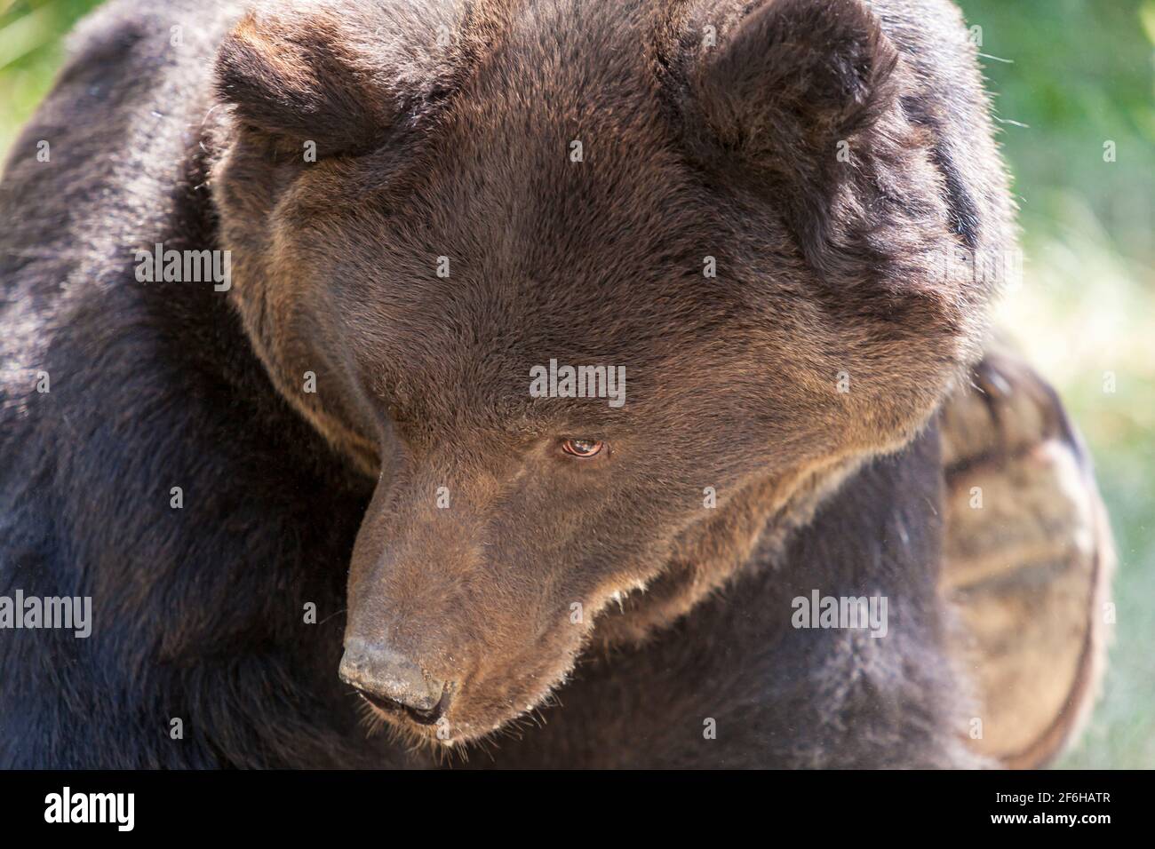 Transylvania brown bear hi-res stock photography and images - Alamy