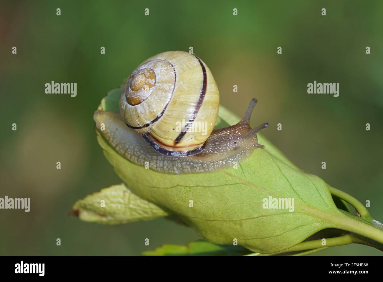 Grove snail or brown-lipped snail (Cepaea nemoralis) of the family ...
