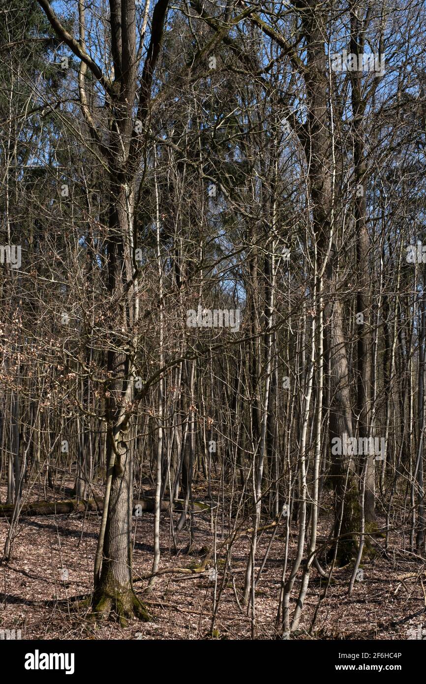 Forest with brown and yellow colors lit by full sun in early spring at ...