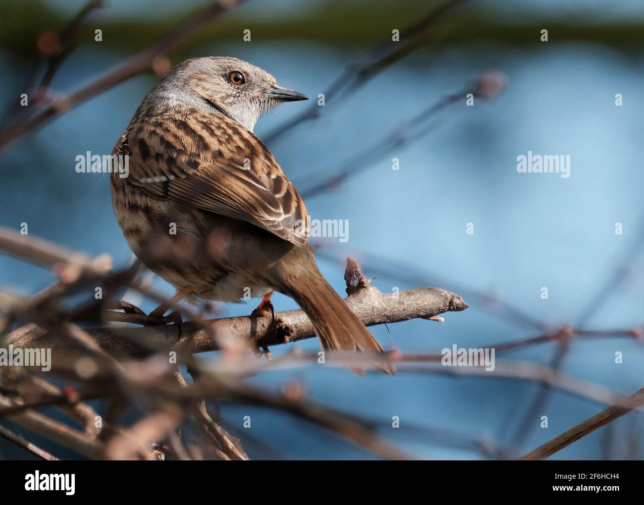 Dunnock nest hi-res stock photography and images - Alamy