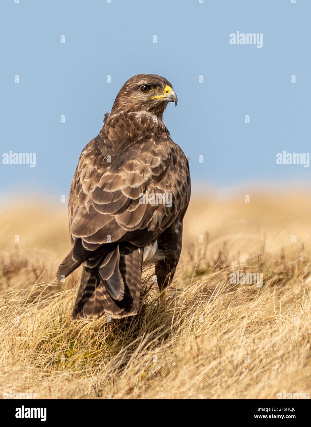 Buzzard in the grass hi-res stock photography and images - Alamy