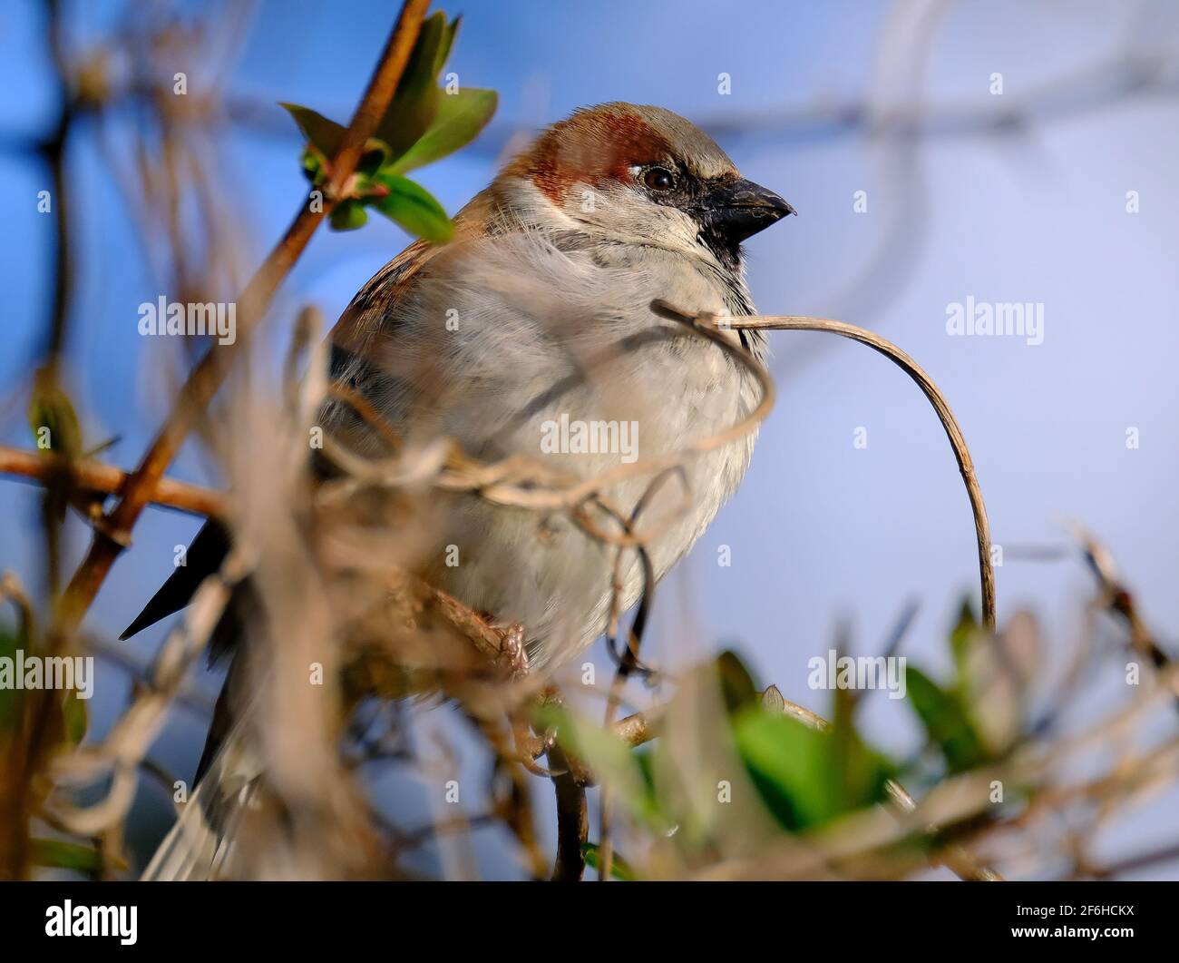 Sparrow flying garden hi-res stock photography and images - Alamy