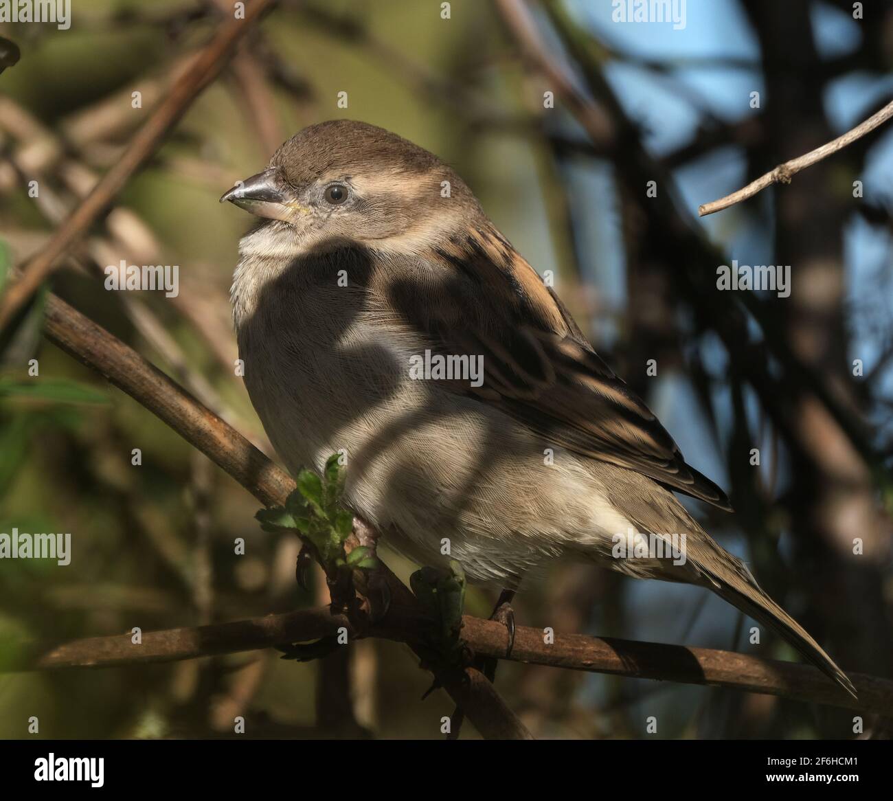 Sparrow bird flutter hi-res stock photography and images - Alamy