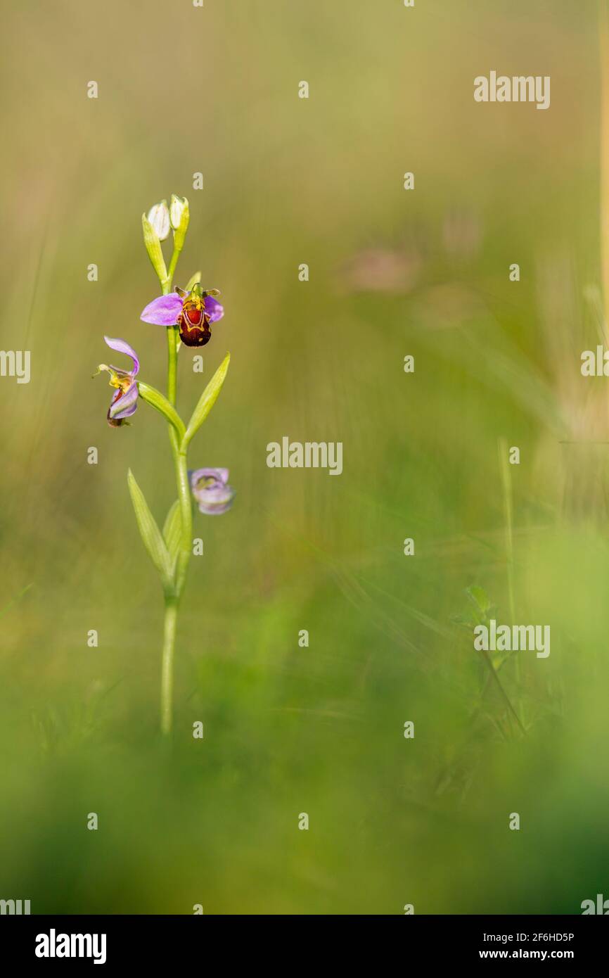 Mimic flowers hi-res stock photography and images - Alamy