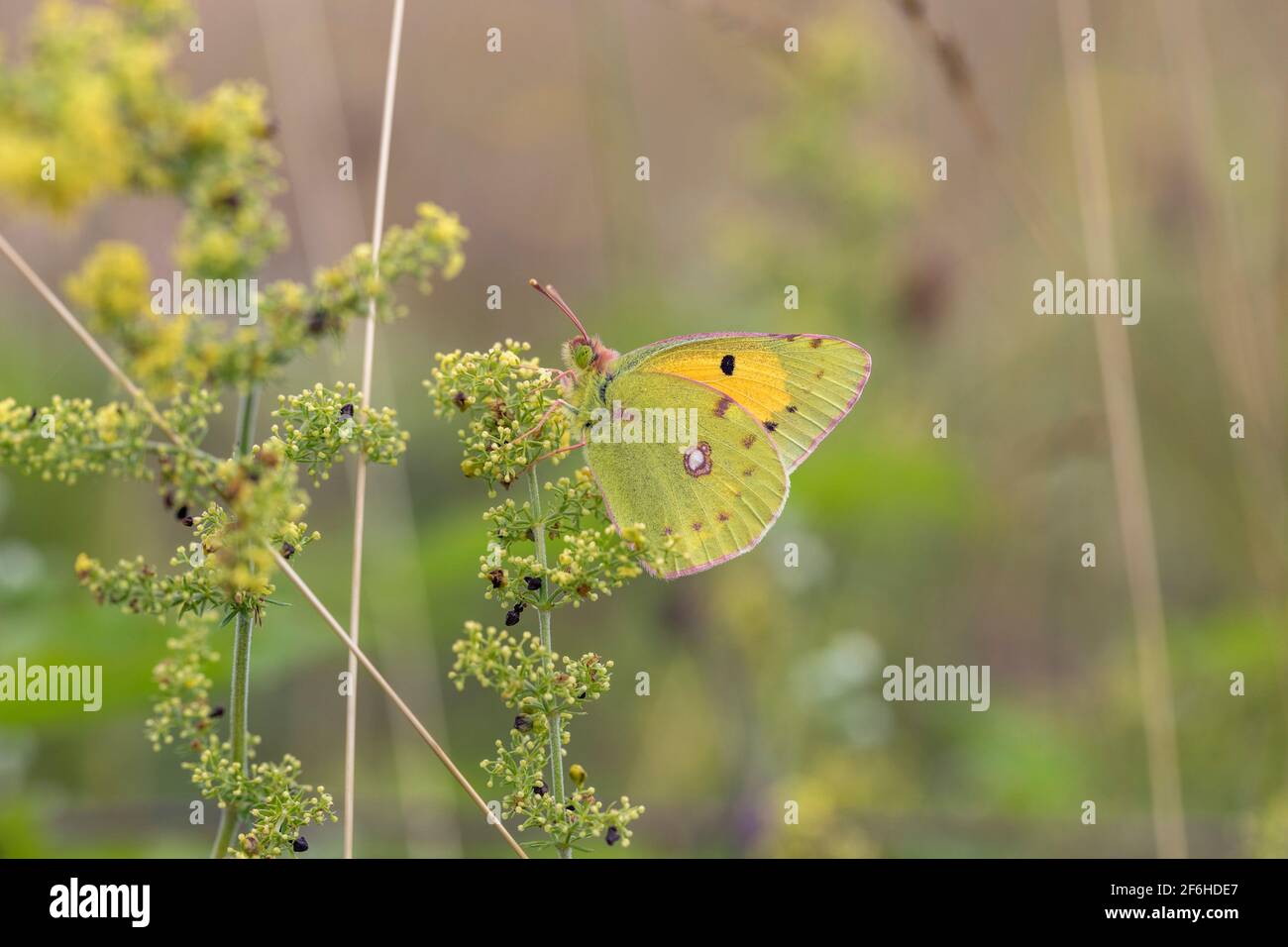 Clouded Yellow Butterfly; Colias croceus; UK Stock Photo - Alamy