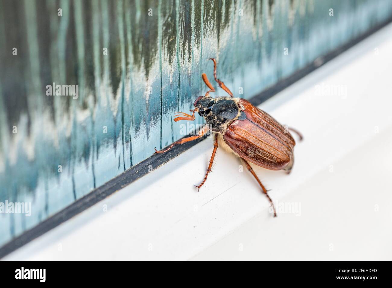Cockchafer beetle hi-res stock photography and images - Alamy