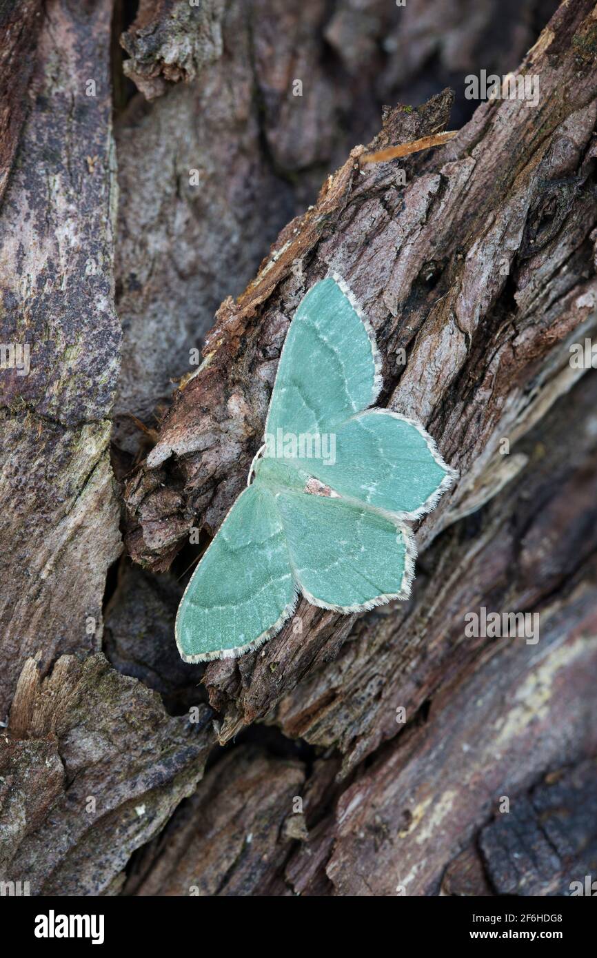 Common Emerald Moth; Hemithea aestivaria; UK Stock Photo - Alamy