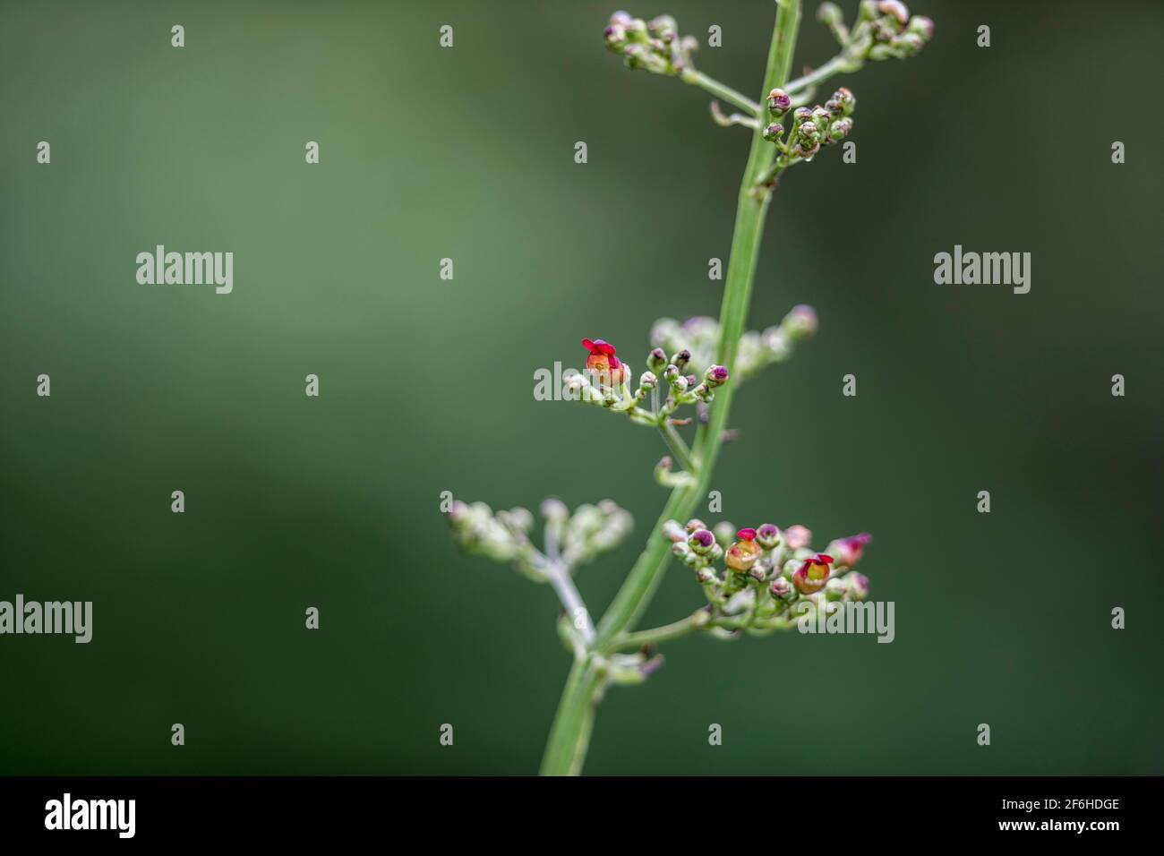 Common Figwort; Scrophularia nodosa; Flowering; UK Stock Photo - Alamy