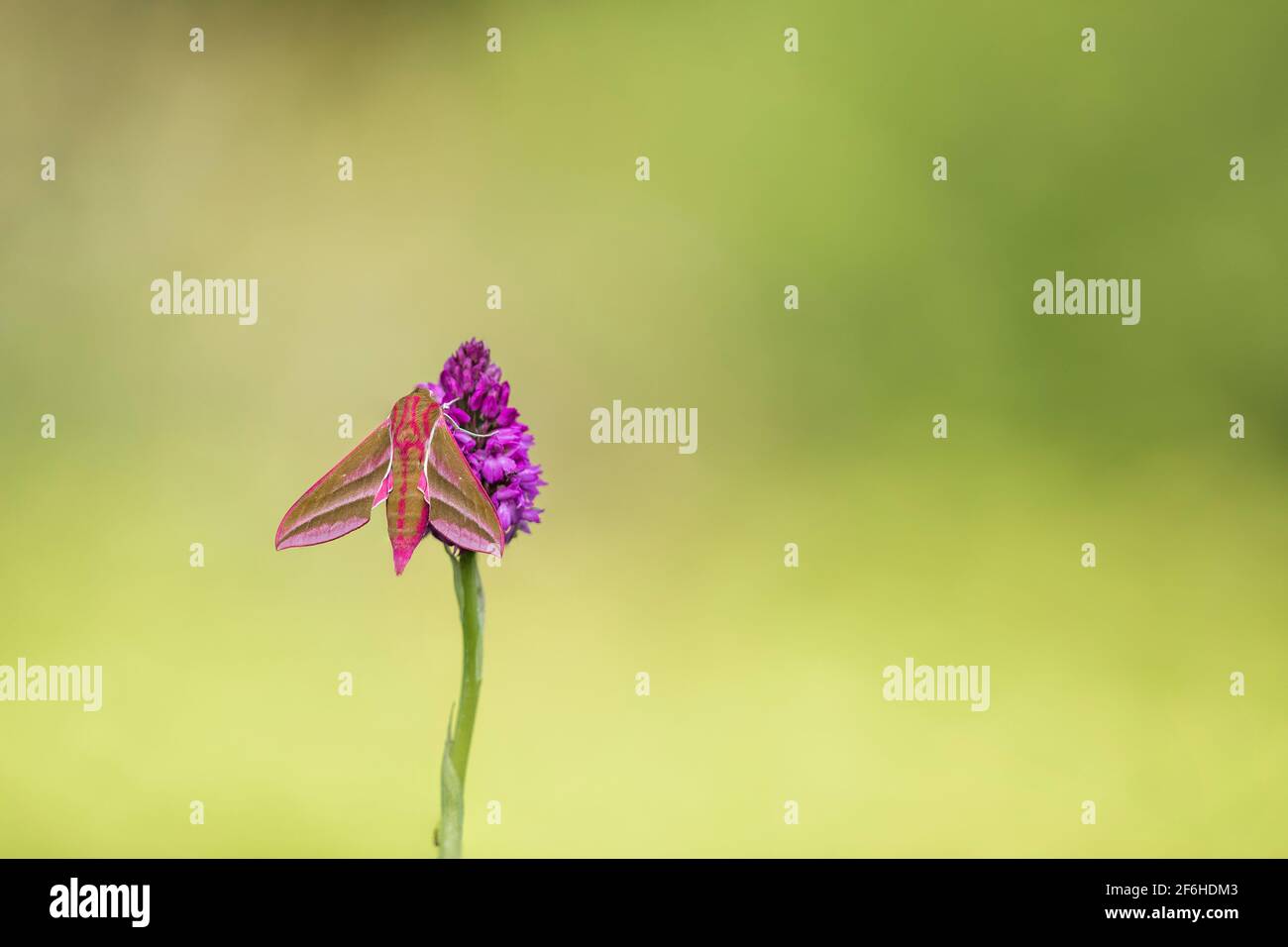 Elephant Hawk Moth; Deilephila elpenor; on Pyramidal Orchid; UK Stock ...