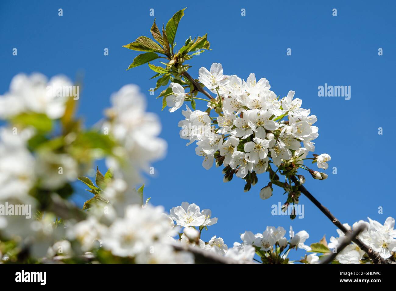 Ste Foy les Lyon (France), March 29, 2021. Cherry tree flowers in ...