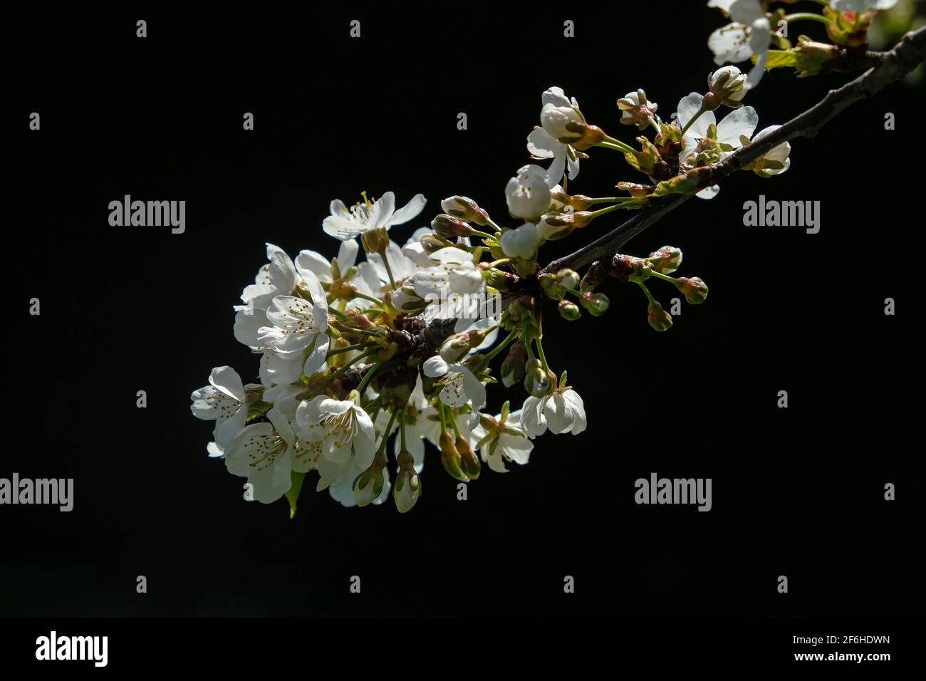 Ste Foy les Lyon (France), March 29, 2021. Cherry tree flowers in ...