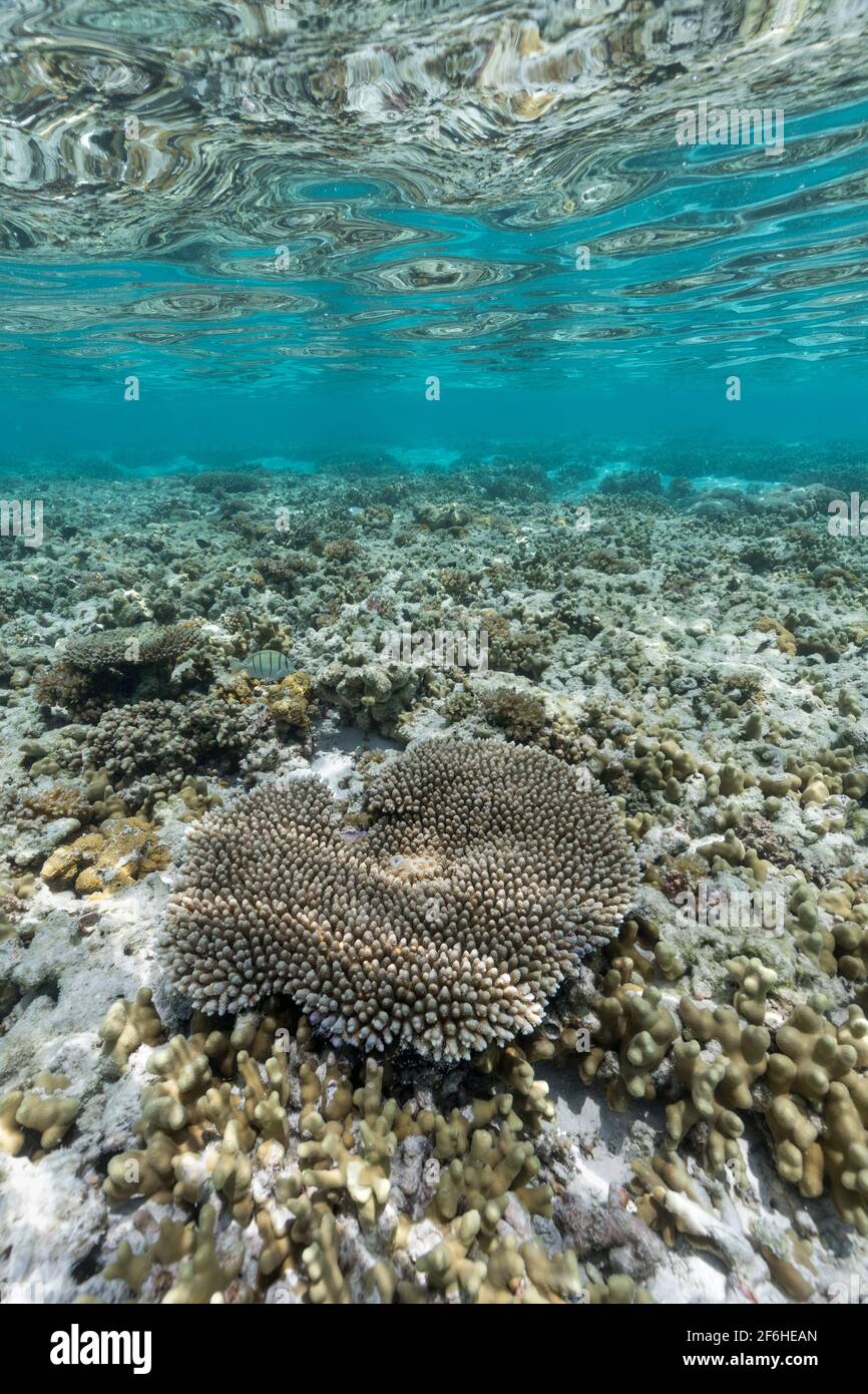 Coral; Seabed; Maldives Stock Photo - Alamy