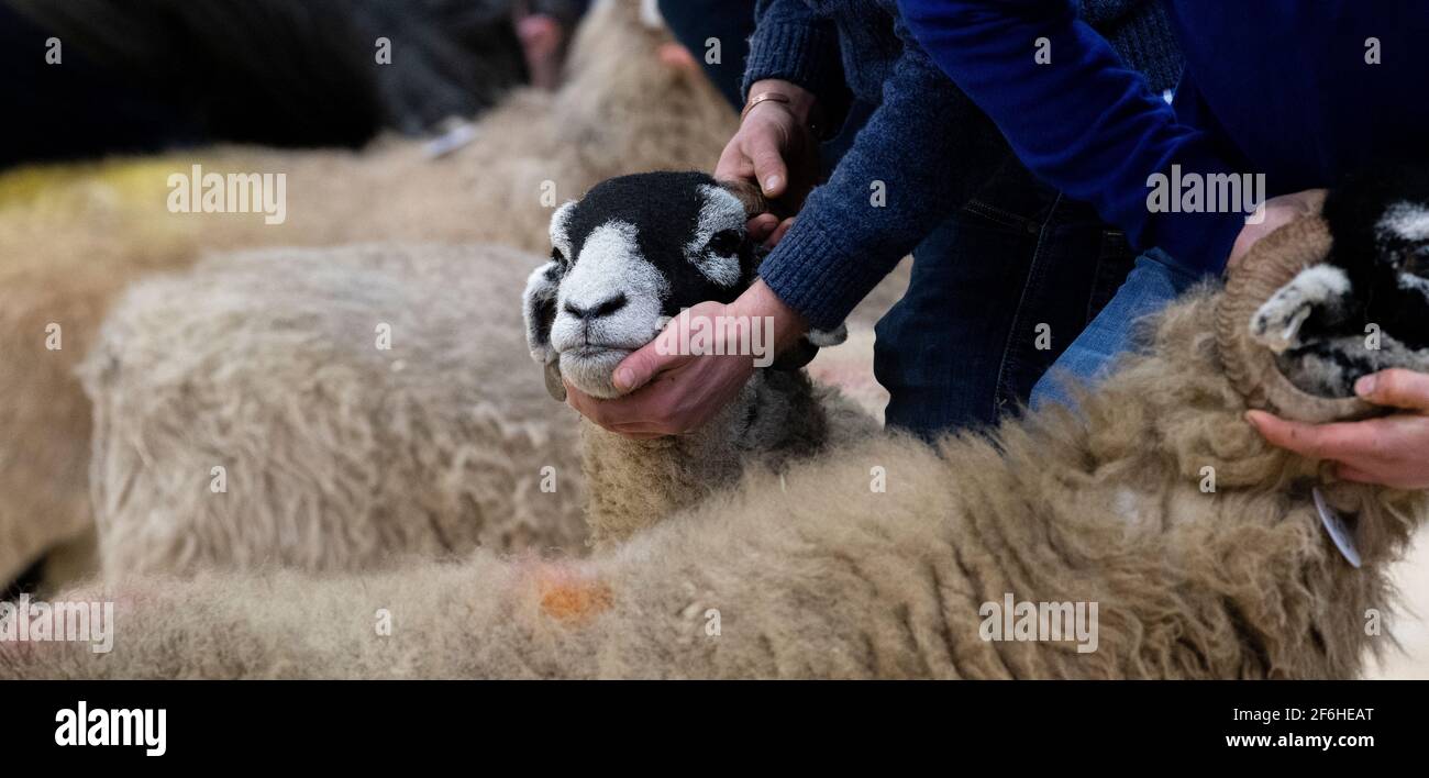 Judging female Swaledale sheep at an in-lamb sale, Cumbria, UK Stock ...