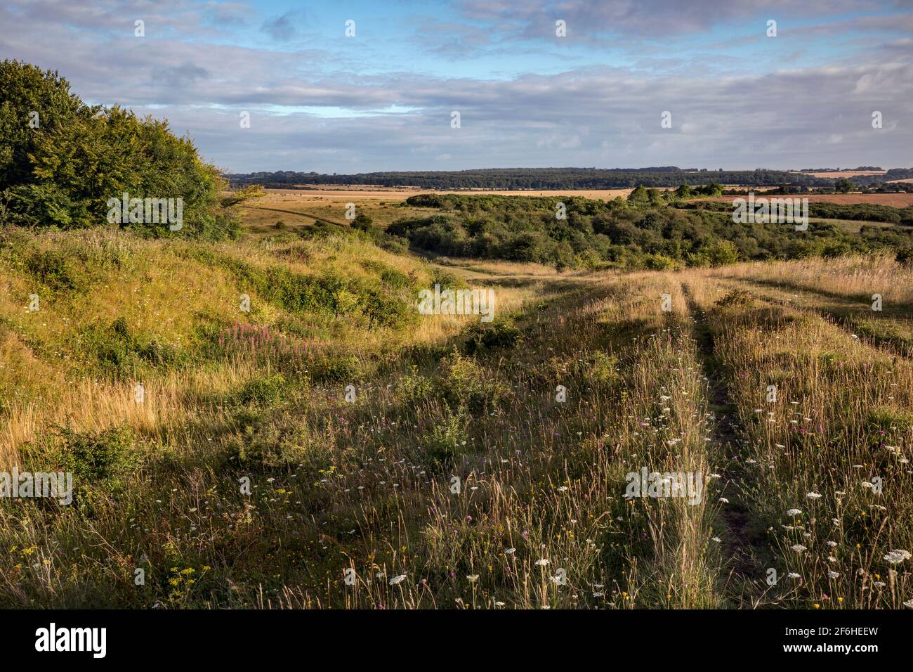 Martin Down; National Nature Reserve; Hampshire; UK Stock Photo - Alamy