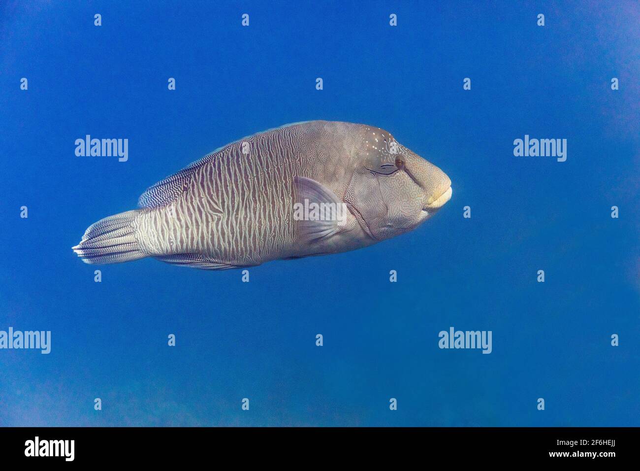 Napoleonfish hi-res stock photography and images - Alamy