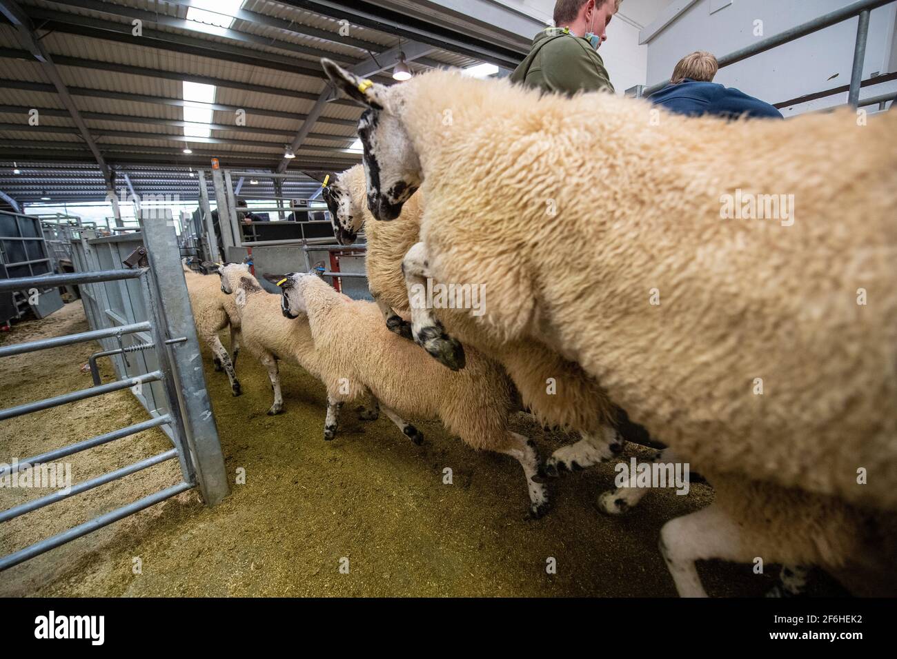 Sheep mart jump hi-res stock photography and images - Alamy