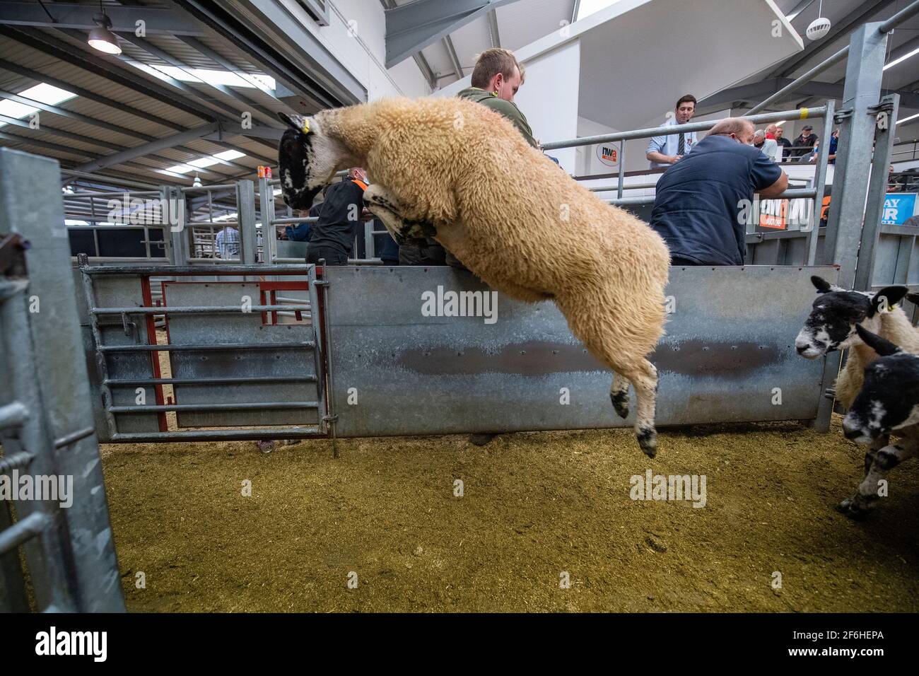 Sheep mart jump hi-res stock photography and images - Alamy