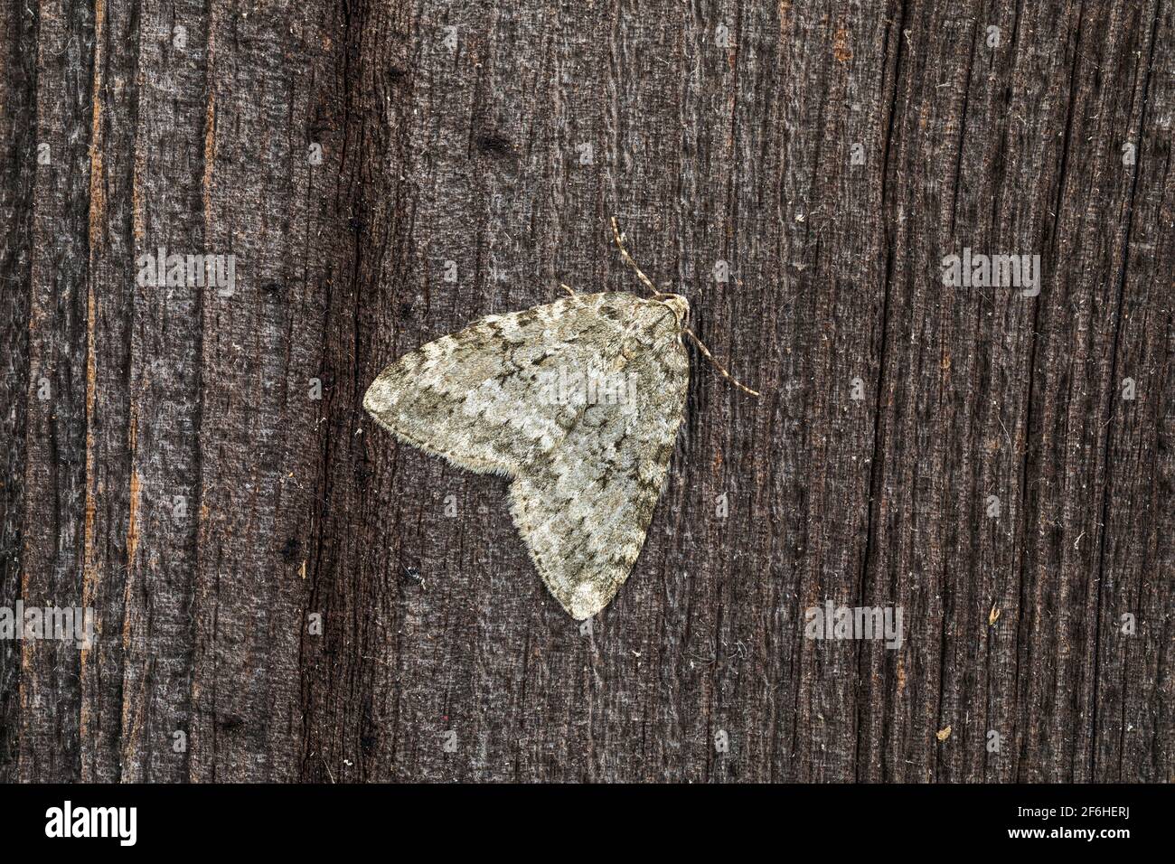 November Moth; Epirrita dilutata; UK Stock Photo - Alamy
