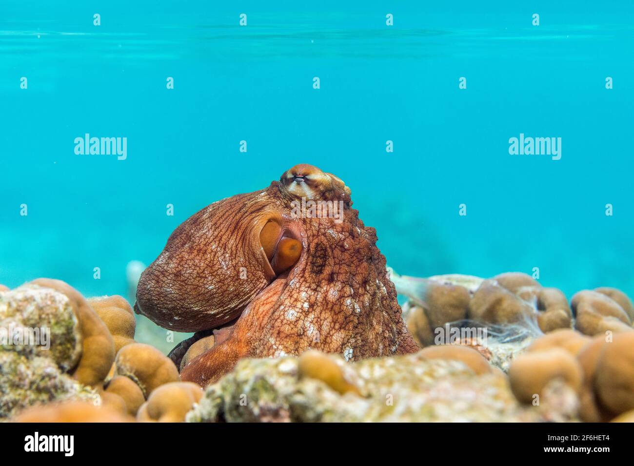 Common Octopus; Octopus vulgaris; Maldives Stock Photo - Alamy